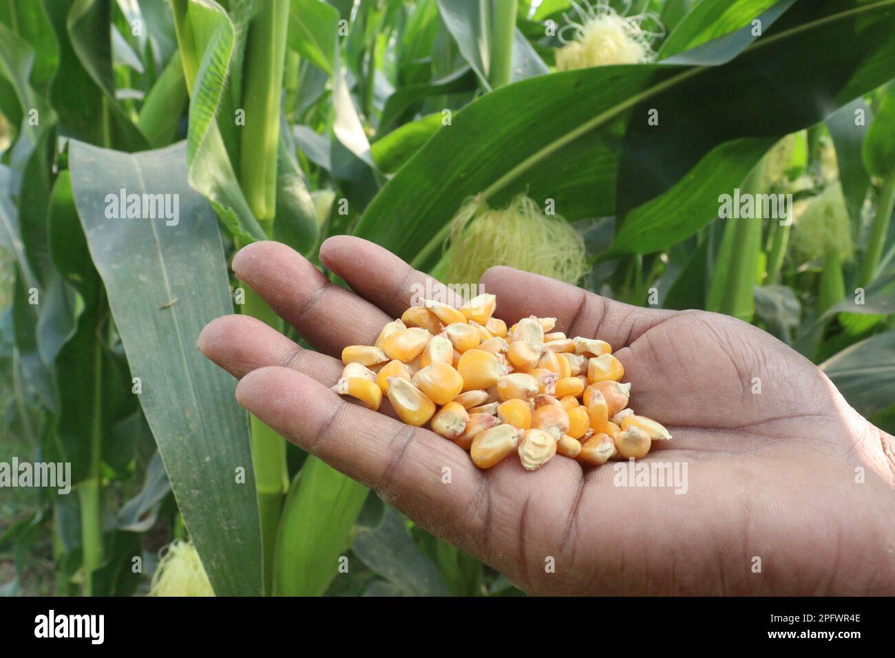 Cash Crops Corn