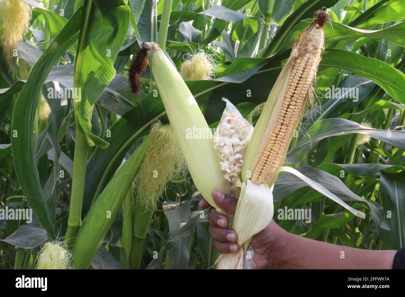 maize and popcorn on farm for harvest are cash crops Stock Photo - Alamy