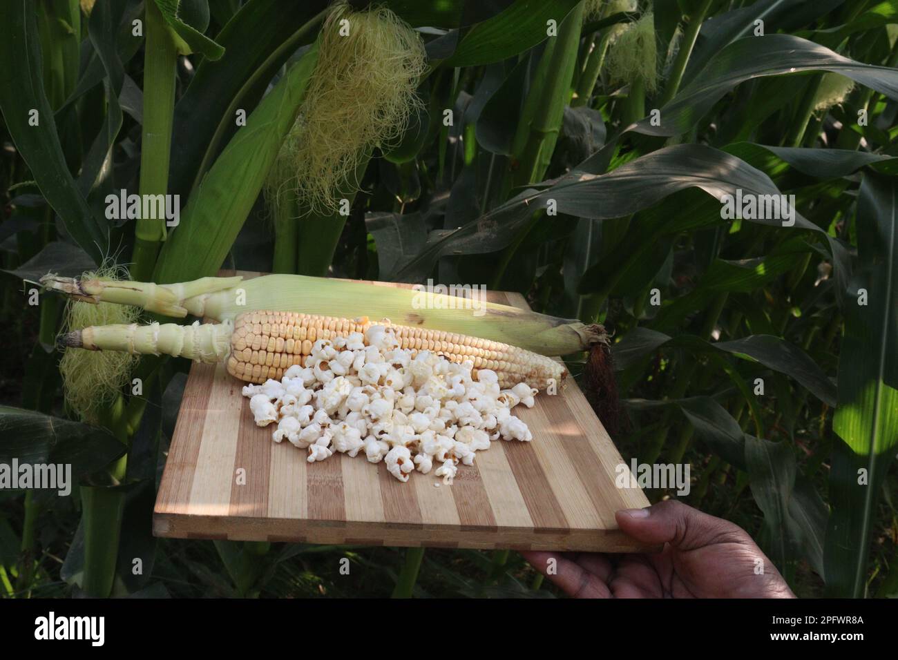 maize and popcorn on farm for harvest are cash crops Stock Photo - Alamy