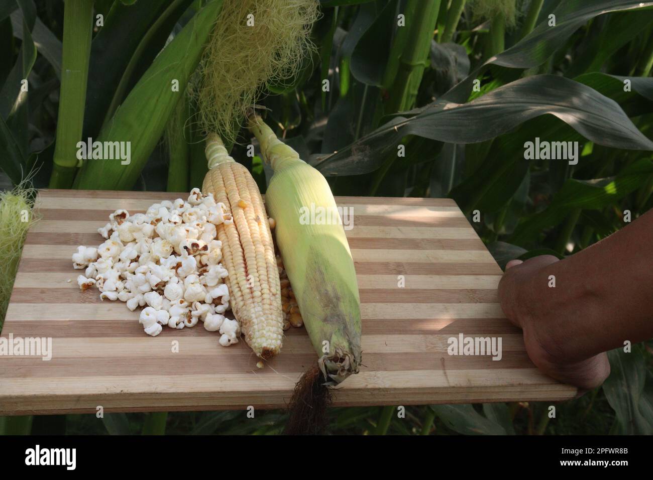 maize and popcorn on farm for harvest are cash crops Stock Photo - Alamy