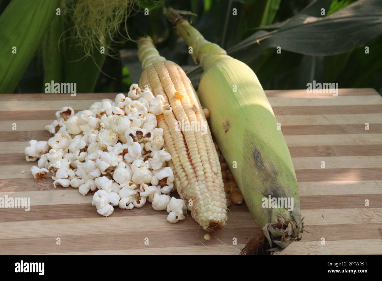 maize and popcorn on farm for harvest are cash crops Stock Photo - Alamy