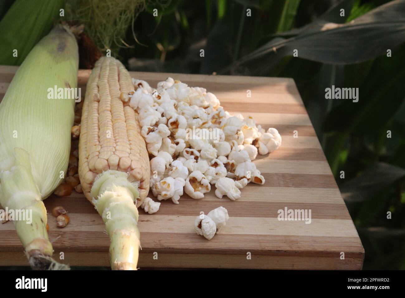 maize and popcorn on farm for harvest are cash crops Stock Photo - Alamy