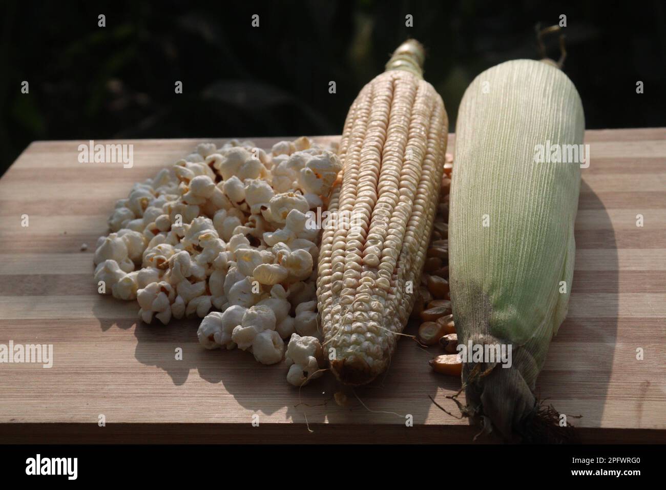 maize and popcorn on farm for harvest are cash crops Stock Photo - Alamy