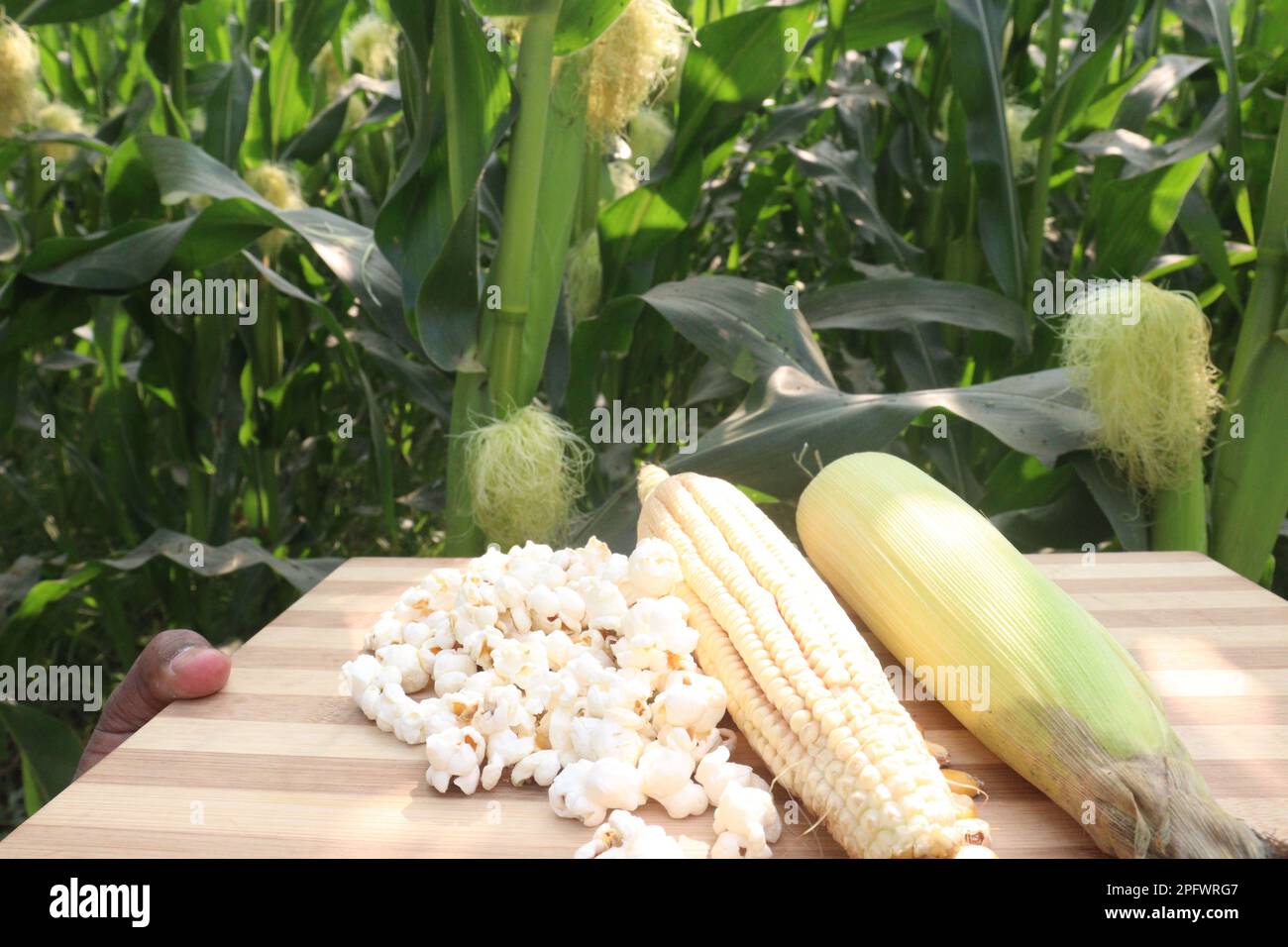 maize and popcorn on farm for harvest are cash crops Stock Photo - Alamy
