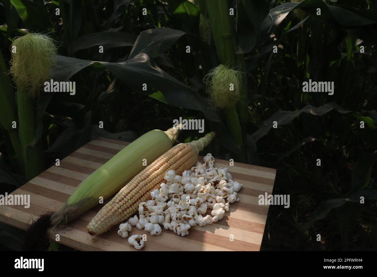 maize and popcorn on farm for harvest are cash crops Stock Photo - Alamy