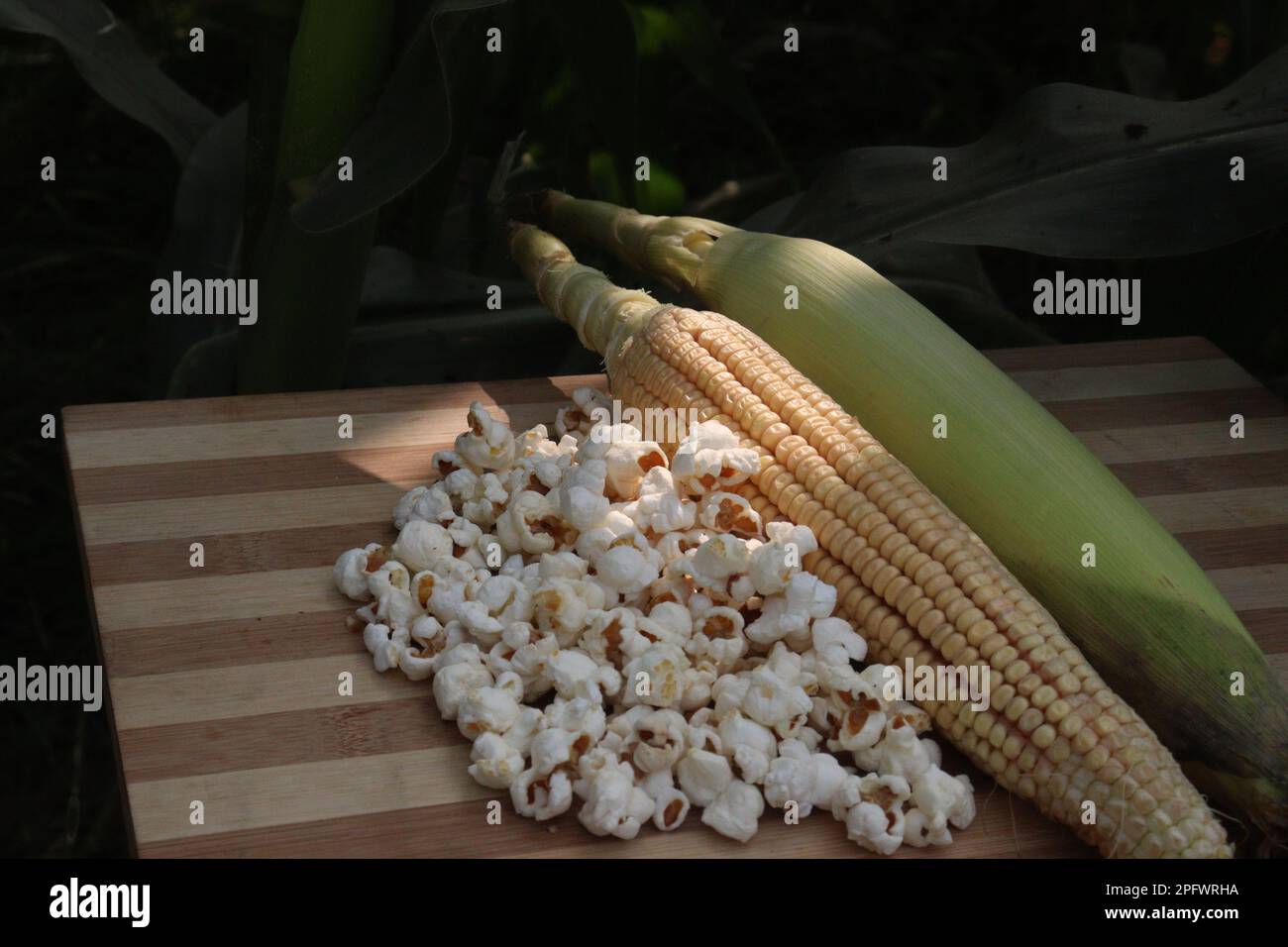 maize and popcorn on farm for harvest are cash crops Stock Photo - Alamy