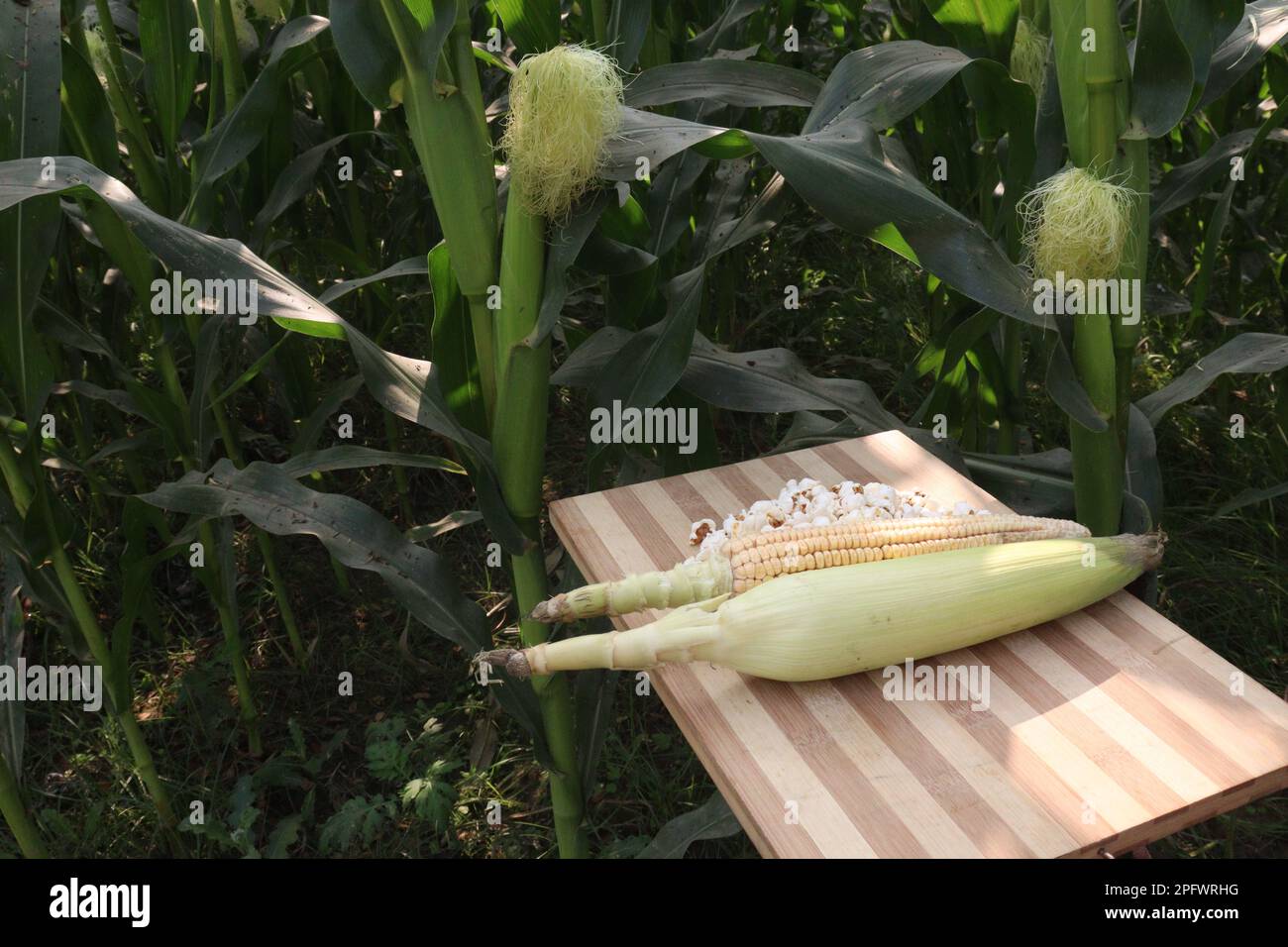 maize and popcorn on farm for harvest are cash crops Stock Photo - Alamy