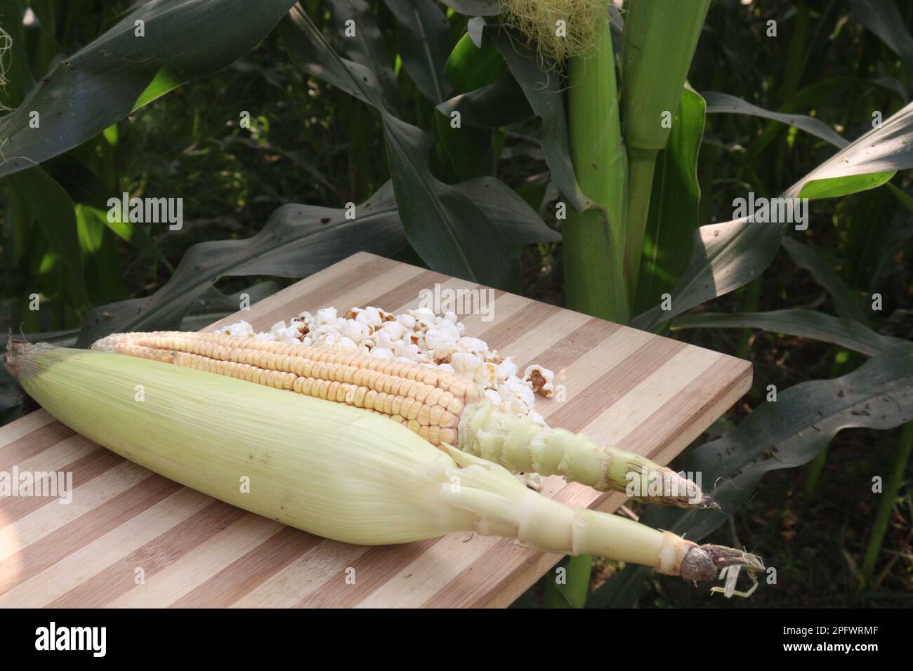 maize and popcorn on farm for harvest are cash crops Stock Photo - Alamy