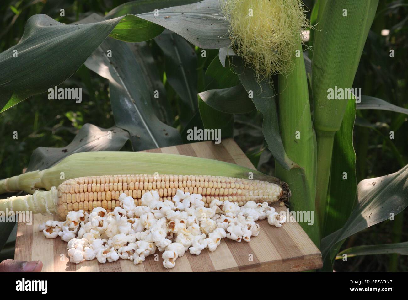 maize and popcorn on farm for harvest are cash crops Stock Photo - Alamy