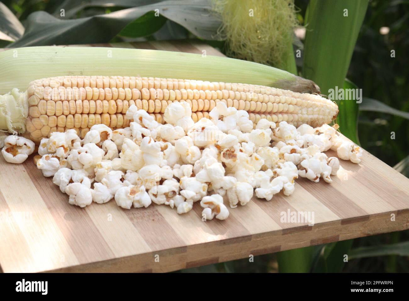 maize and popcorn on farm for harvest are cash crops Stock Photo - Alamy