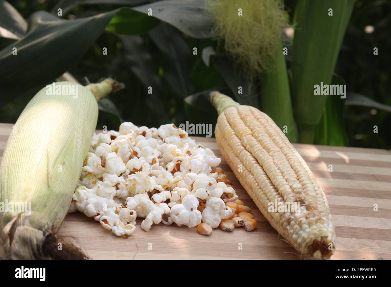 maize and popcorn on farm for harvest are cash crops Stock Photo - Alamy