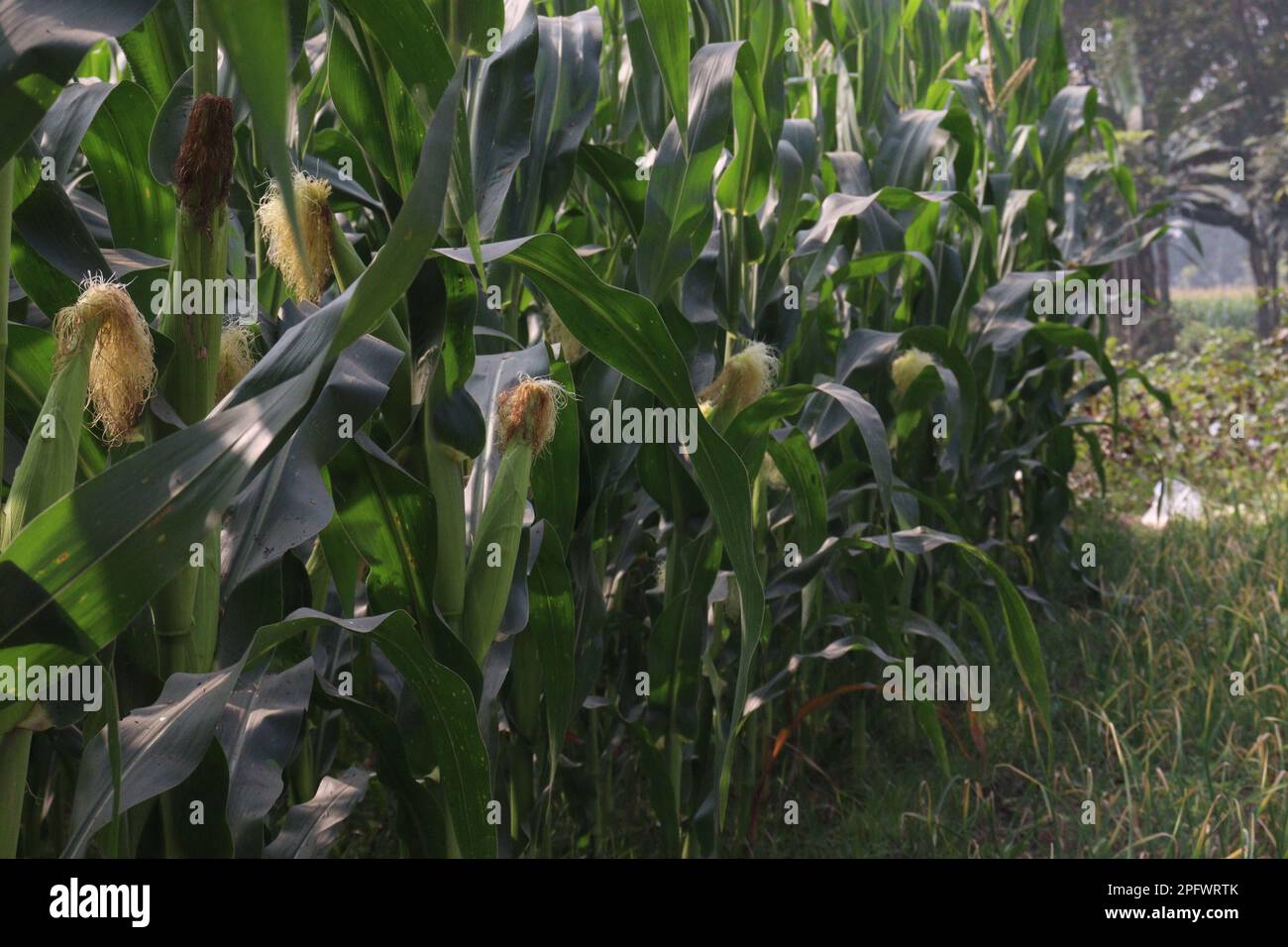 green colored maize farm for harvest are cash crops Stock Photo - Alamy