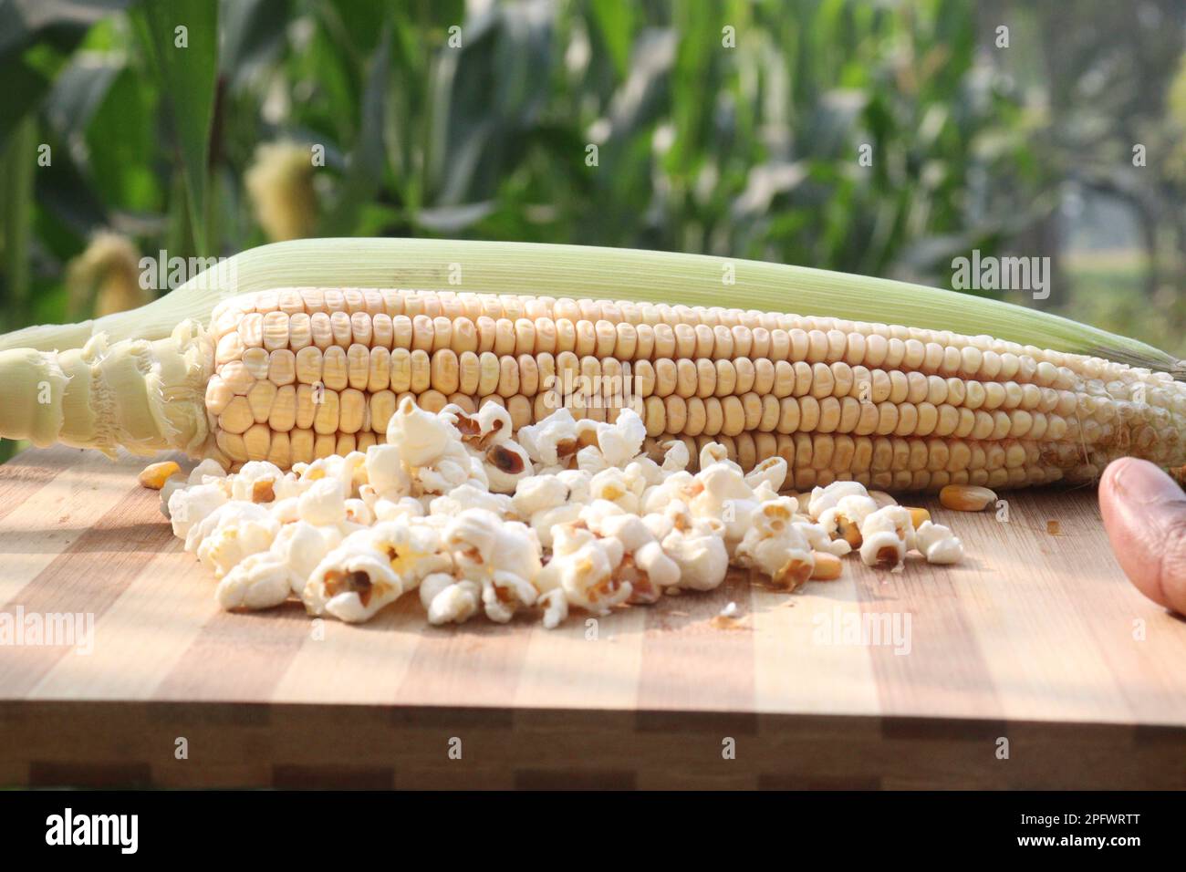 maize and popcorn on farm for harvest are cash crops Stock Photo - Alamy