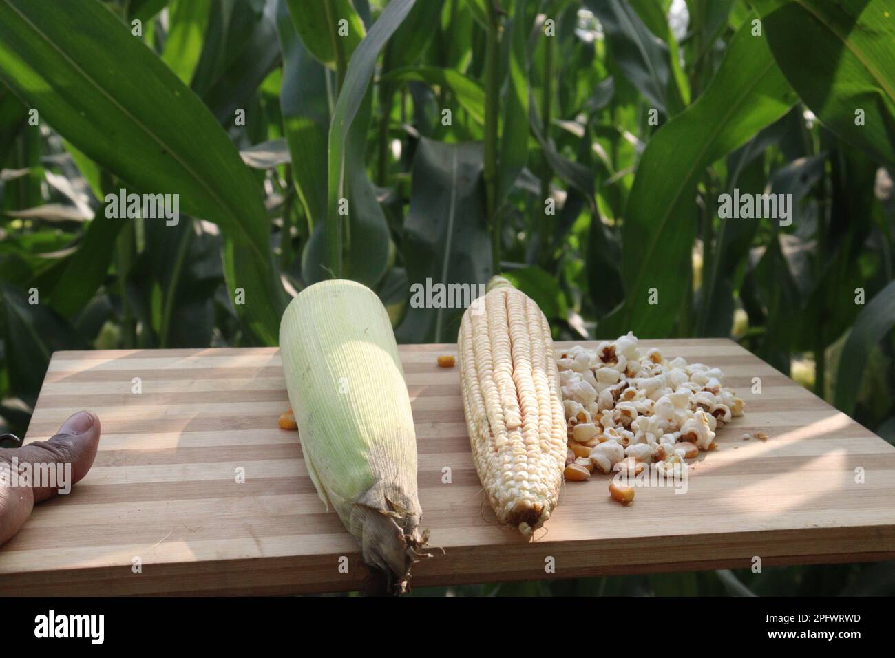 maize and popcorn on farm for harvest are cash crops Stock Photo - Alamy