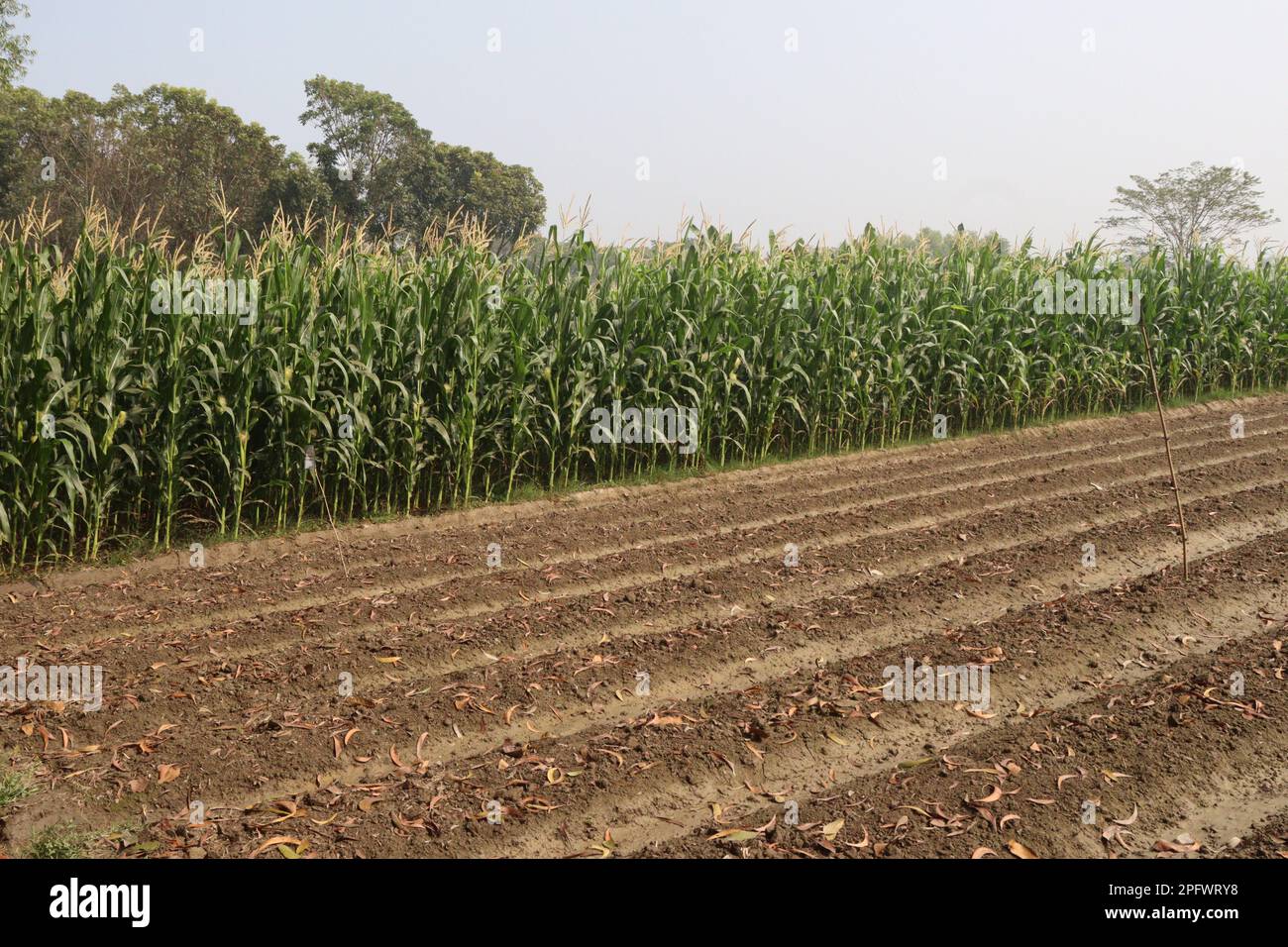 green colored maize farm on field for harvest are cash crops Stock ...