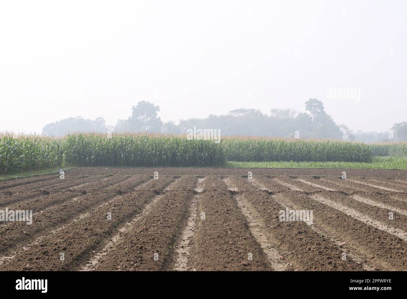 green colored maize farm on field for harvest are cash crops Stock ...