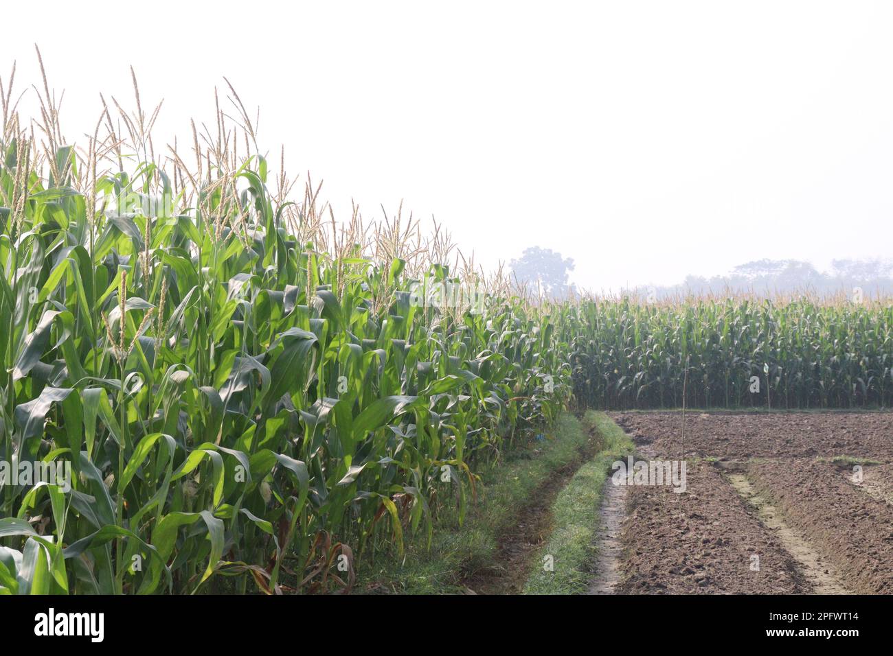green colored maize farm for harvest are cash crops Stock Photo - Alamy