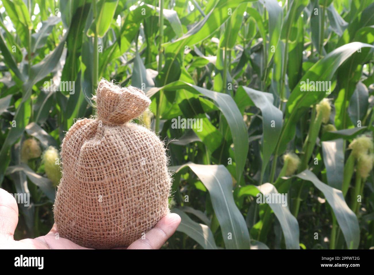 money bag on hand with maize farm for harvest are cash crops Stock ...