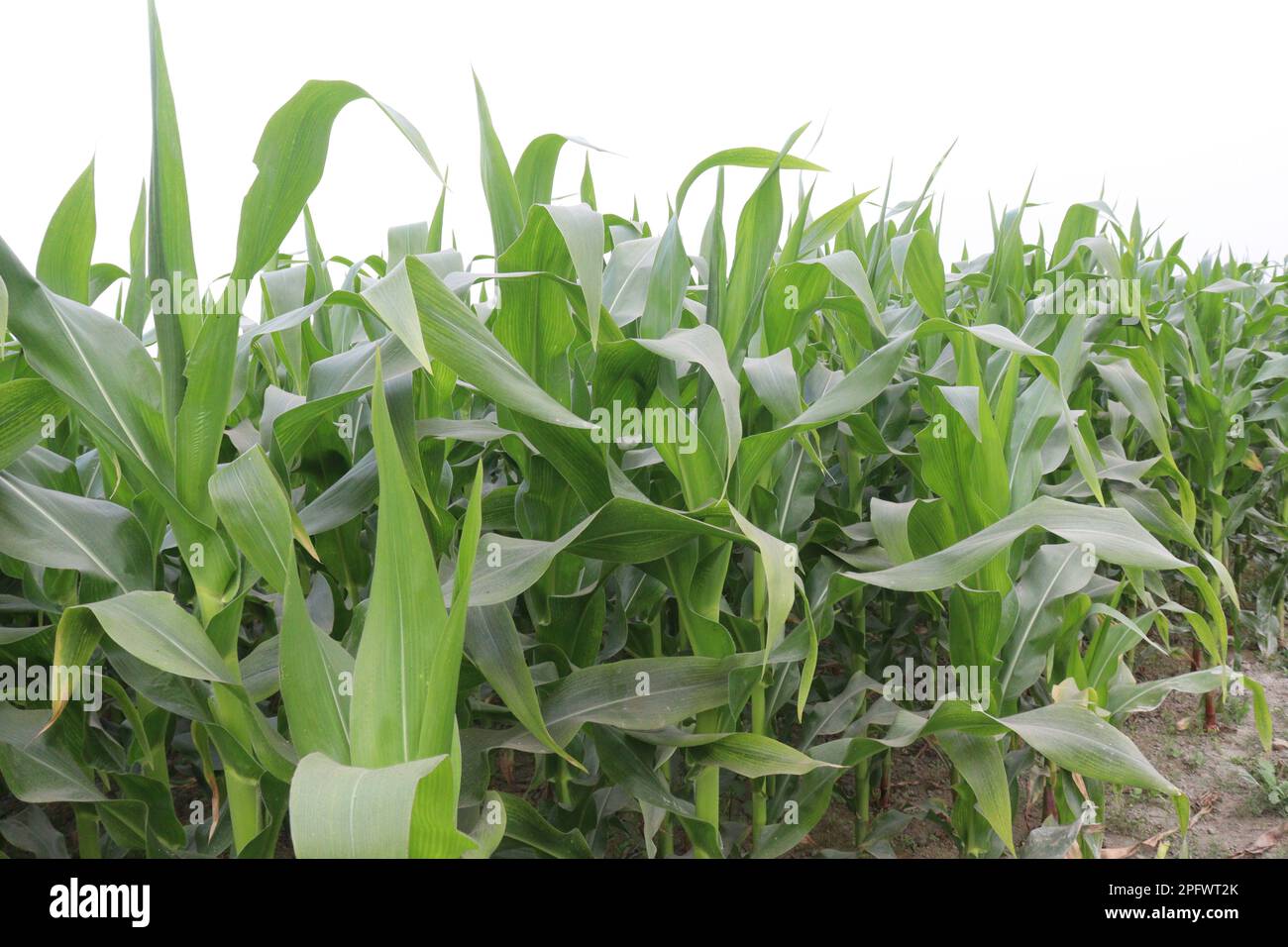 green colored maize farm for harvest are cash crops Stock Photo - Alamy