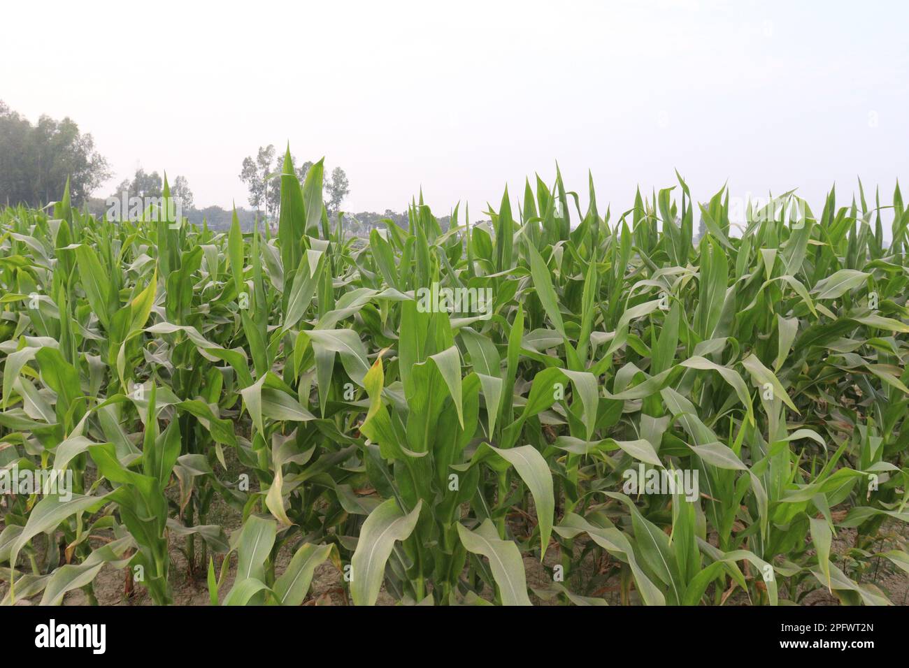 green colored maize farm for harvest are cash crops Stock Photo - Alamy