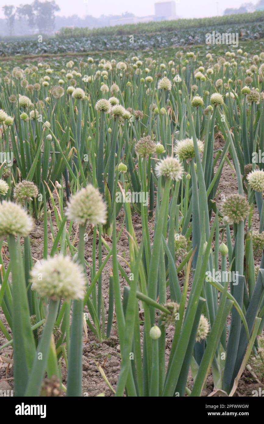 tasty and healthy onion leaf and flower on farm for harvest are cash ...