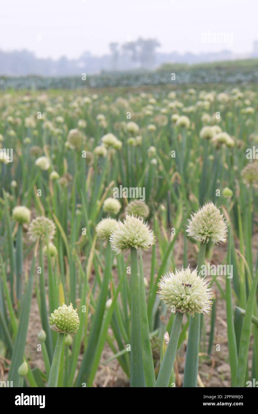 tasty and healthy onion leaf and flower on farm for harvest are cash ...