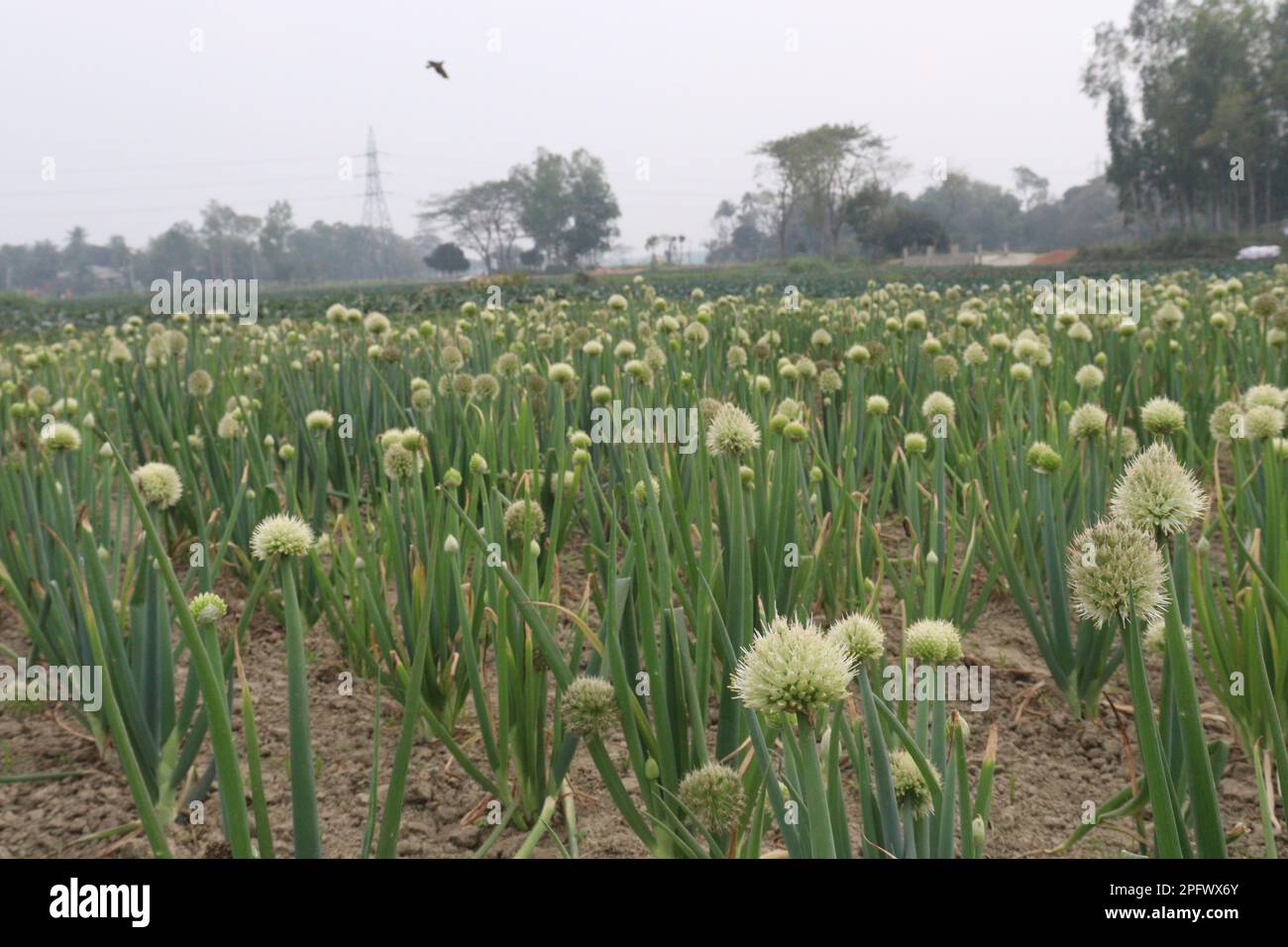 tasty and healthy onion leaf and flower on farm for harvest are cash ...