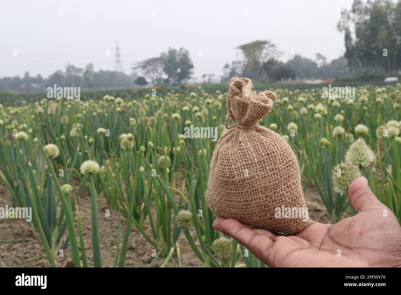 money bag on hand with onion farm for harvest are cash crops Stock ...