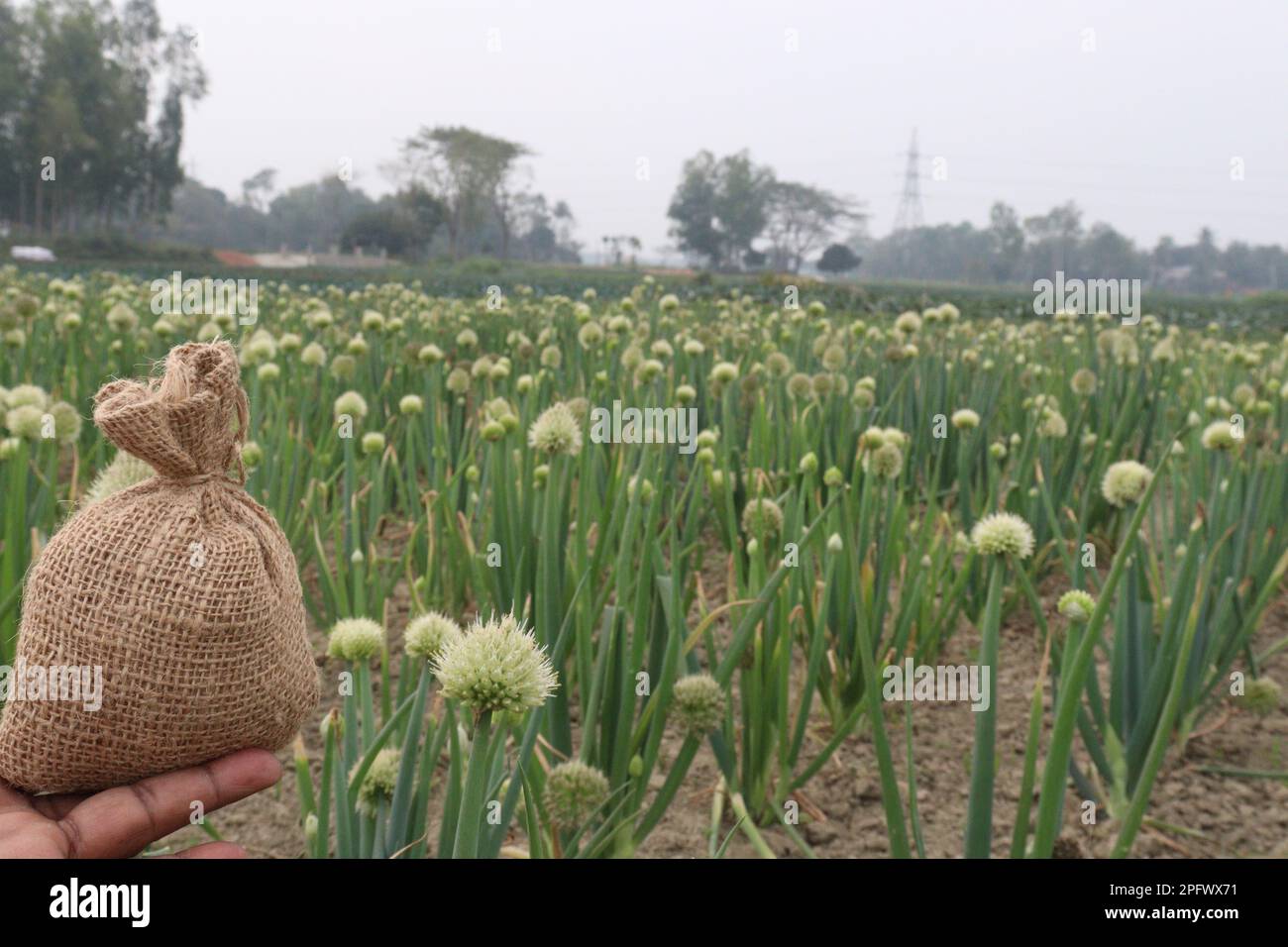 money bag on hand with onion farm for harvest are cash crops Stock ...