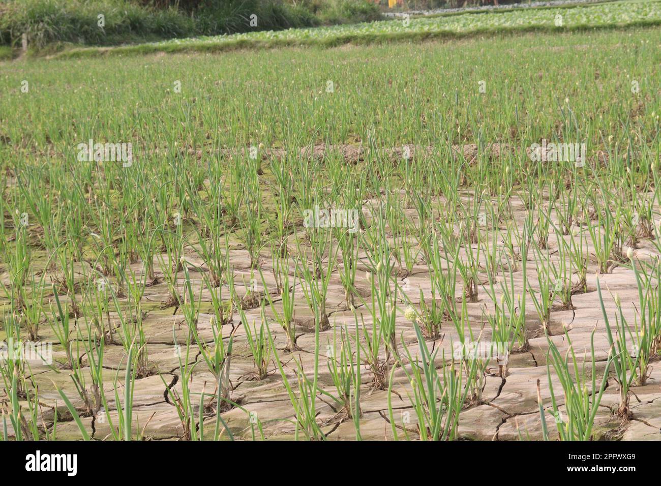 tasty and healthy onion farm for harvest are cash crops Stock Photo - Alamy