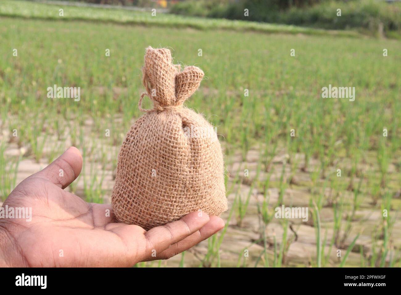 money bag on hand with onion farm for harvest are cash crops Stock ...