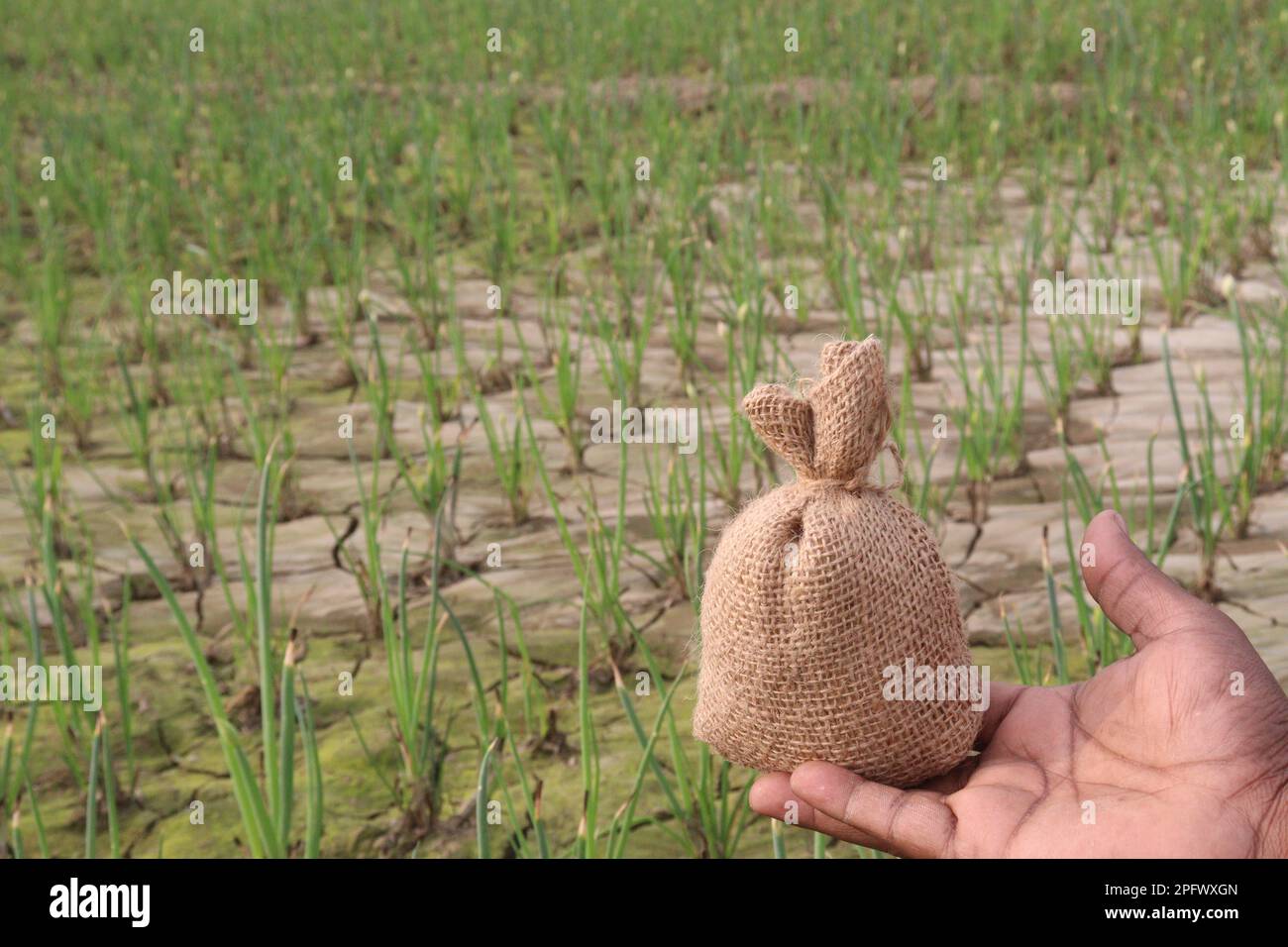 money bag on hand with onion farm for harvest are cash crops Stock ...