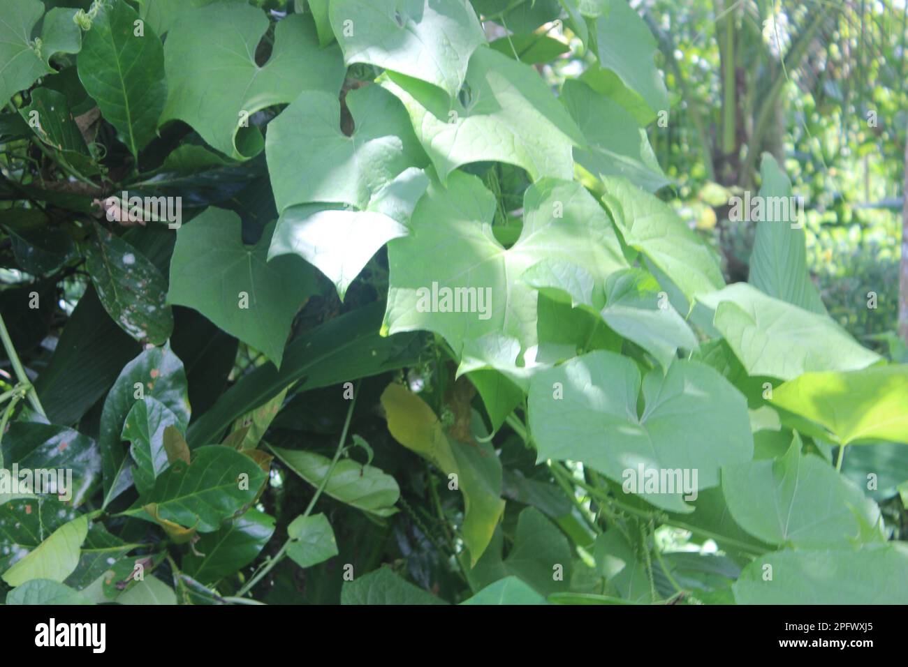 Menispermum canadense or Canadian moonseed leaves are evergreen vines ...