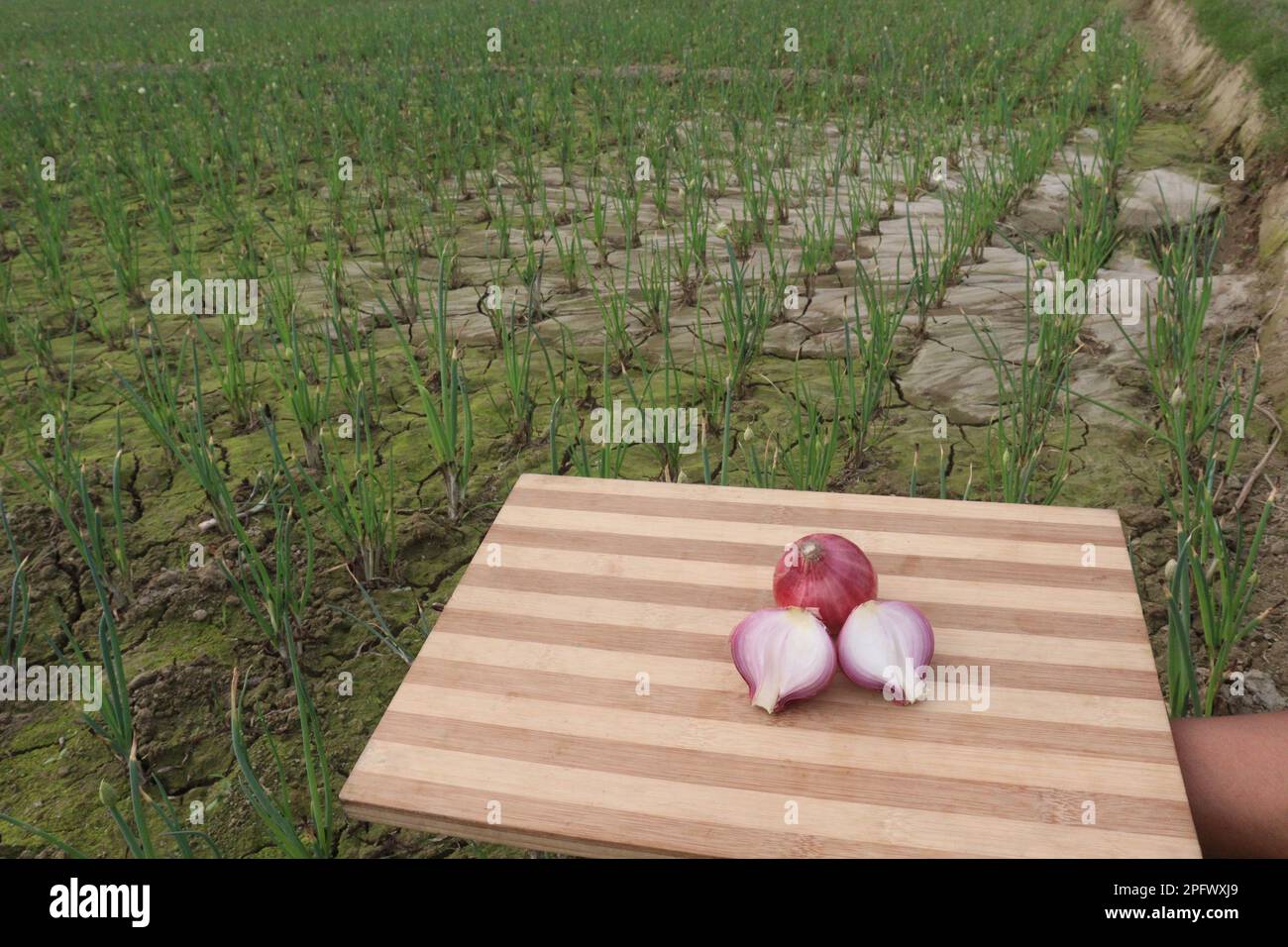 healthy and spicy onion on farm for harvest are cash crops Stock Photo ...