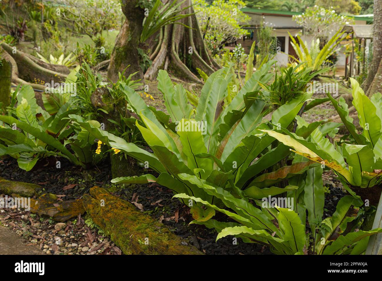 orchid and bromeliad flower beds in botanical garden, selective focus ...