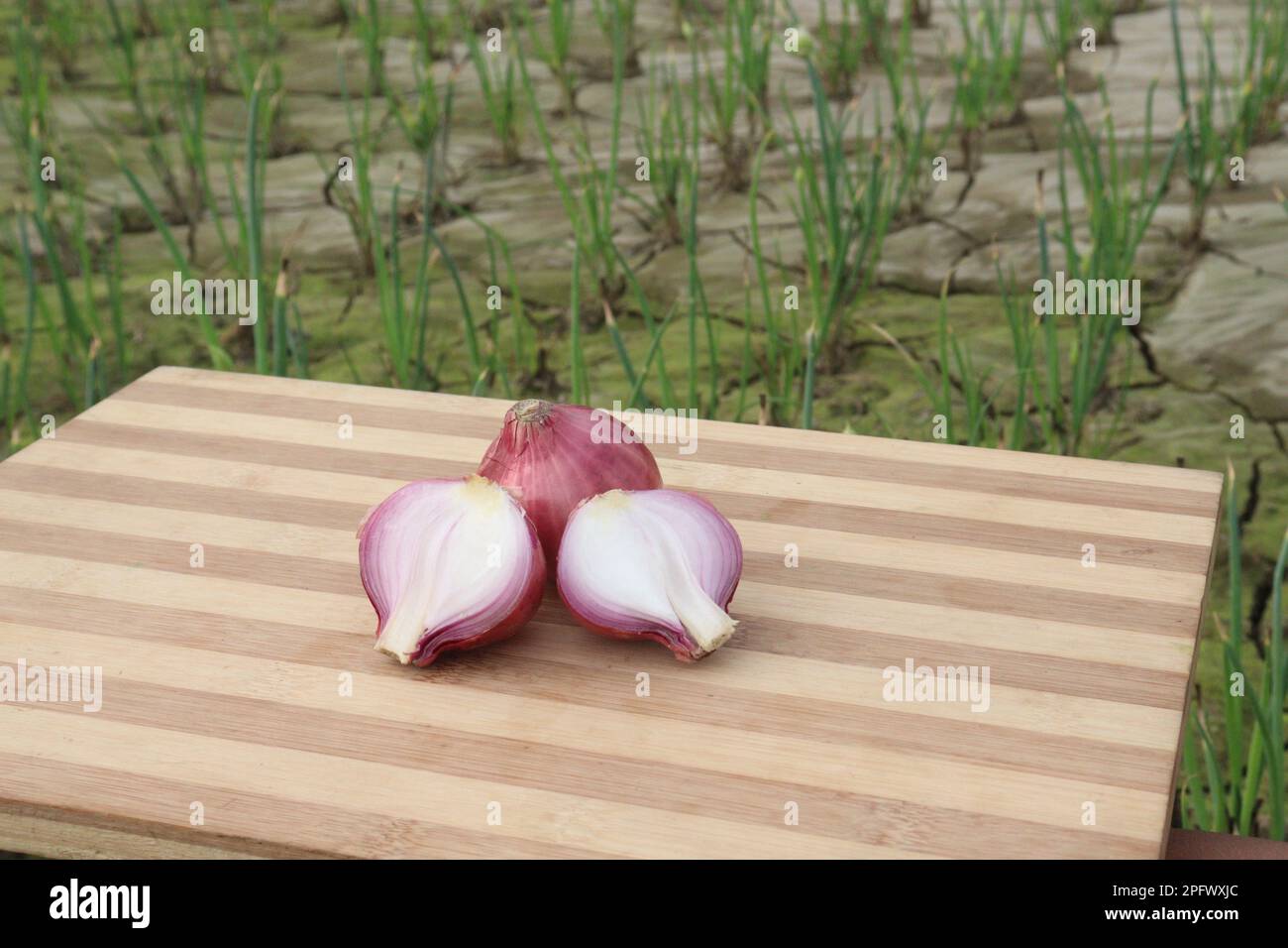 healthy and spicy onion on farm for harvest are cash crops Stock Photo ...