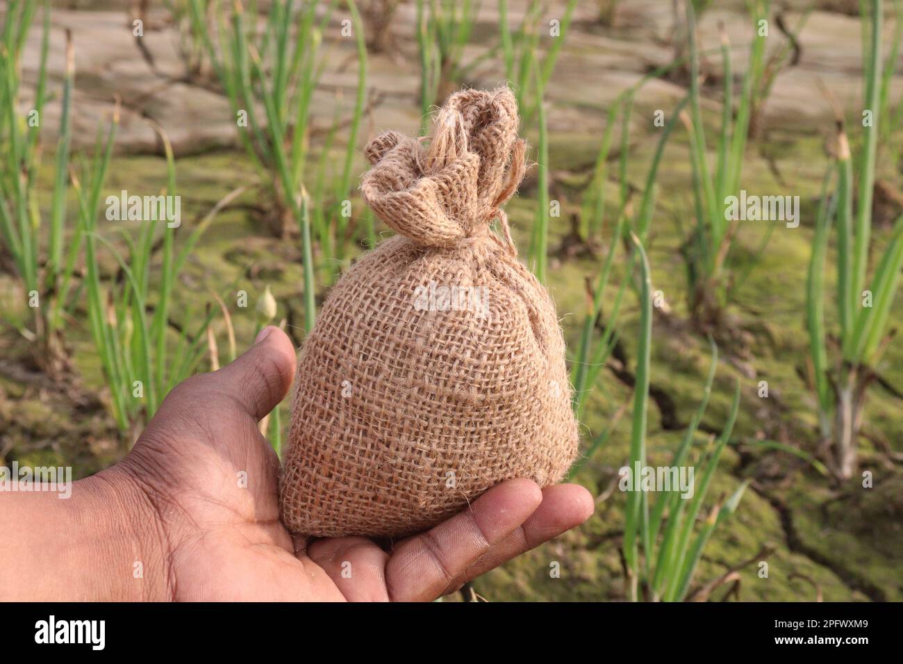 money bag on hand with onion farm for harvest are cash crops Stock ...
