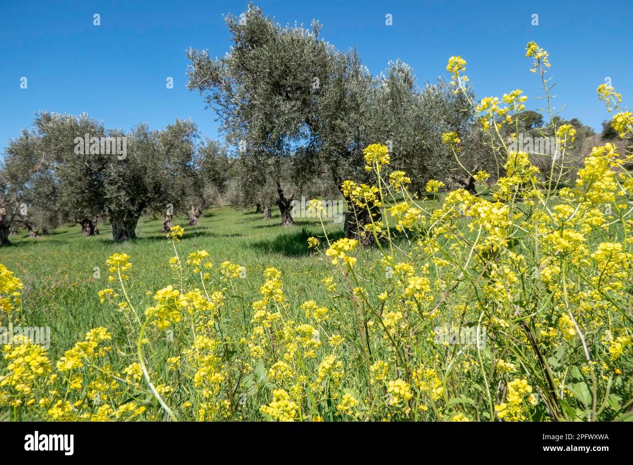 Orchard of olive trees against the blue sky and colorful flowers ...