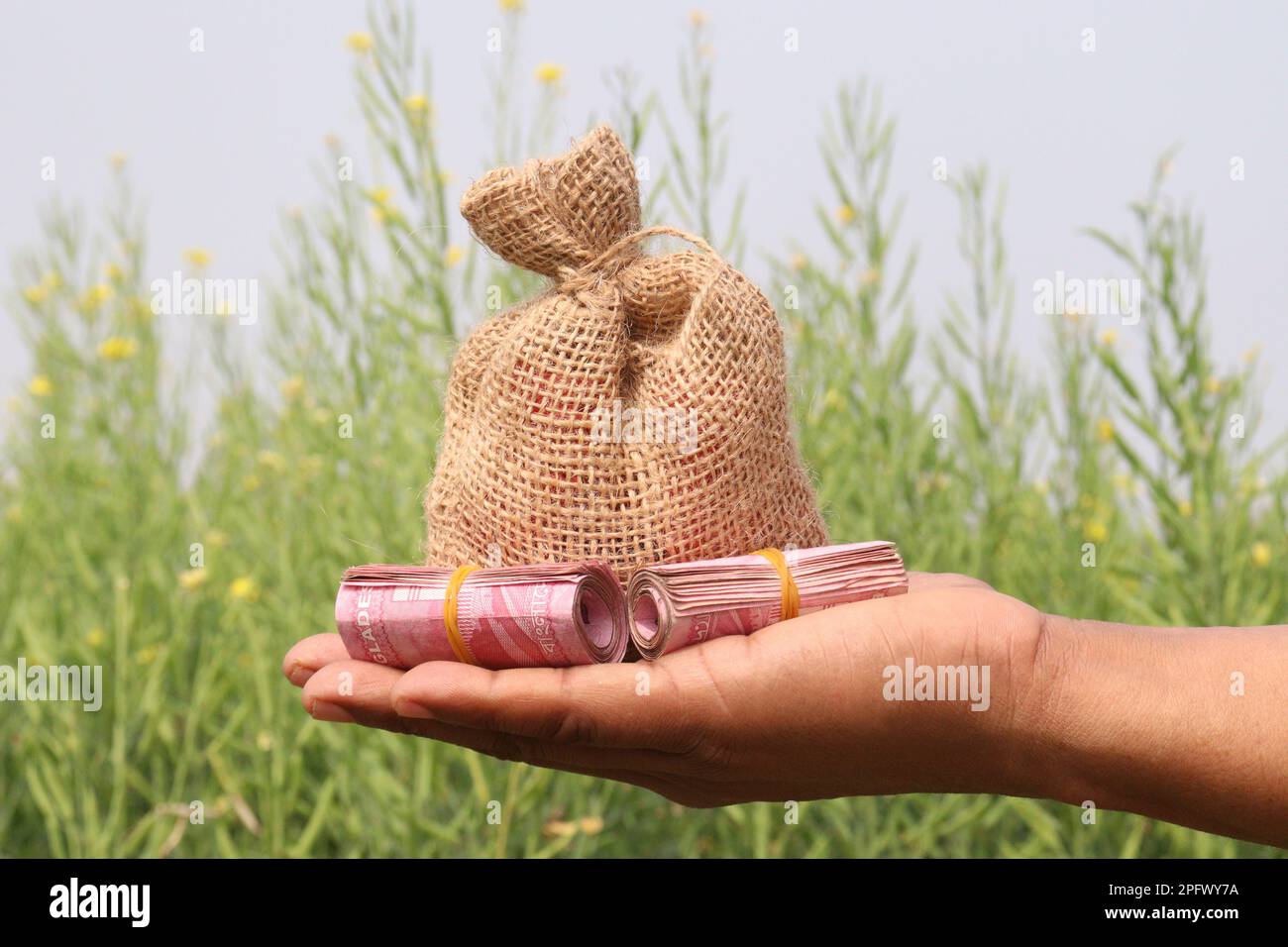 bank note with hand on mustard farm for growing financial cash Stock ...