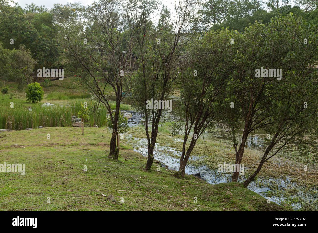 City park in Kuching, Malaysia, tropical garden with large trees and ...