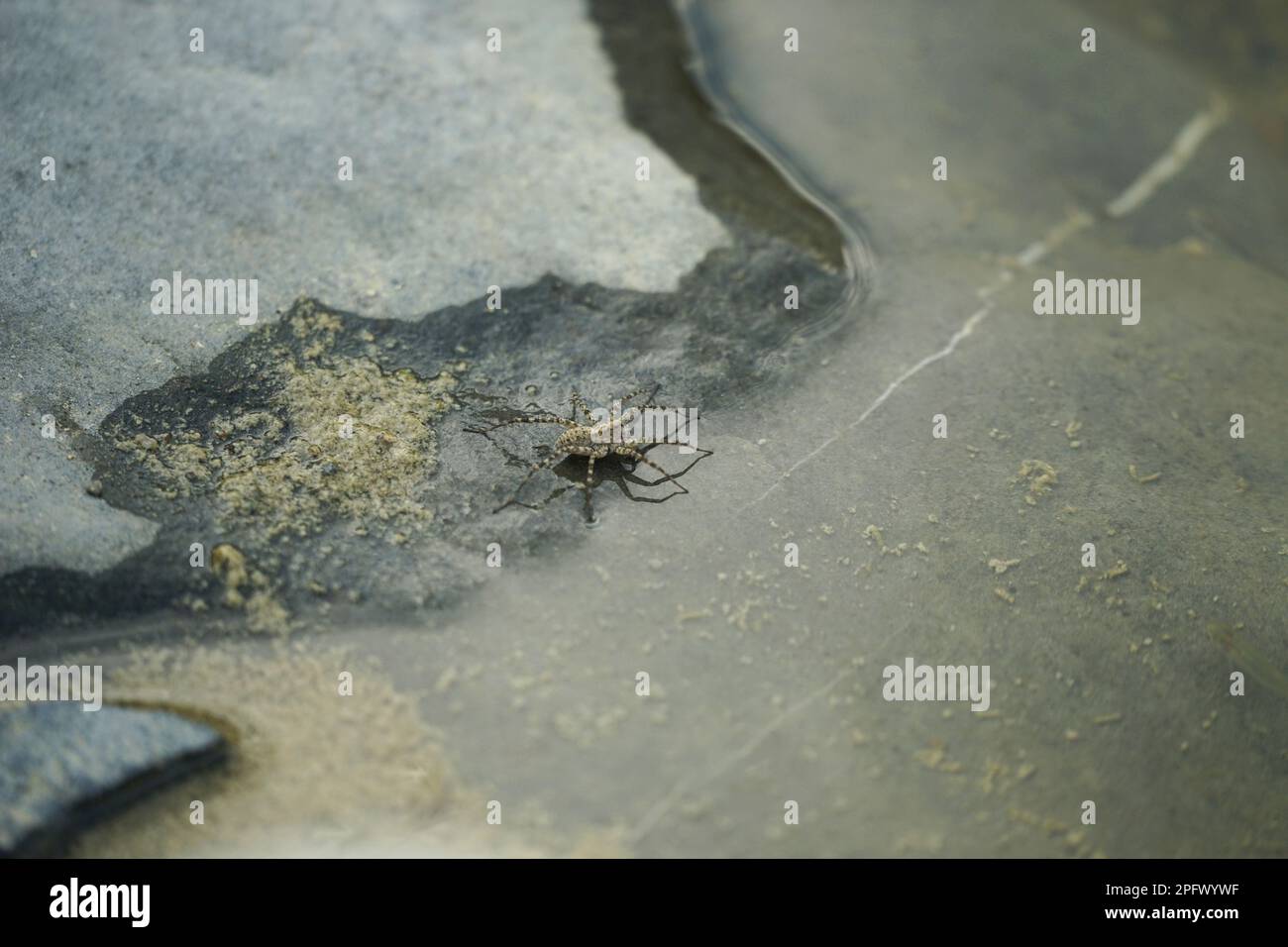 Spider is drinking Water Riverbank Greece Rhodes, Spinne trinkt Wasser ...