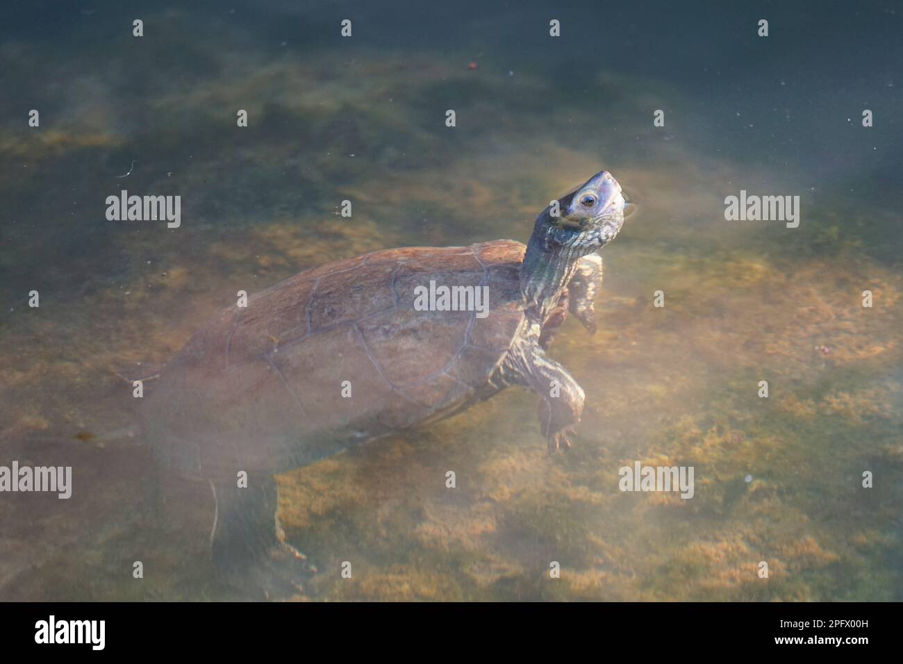 swimming turtle in an river, stream with the head over the water Stock ...