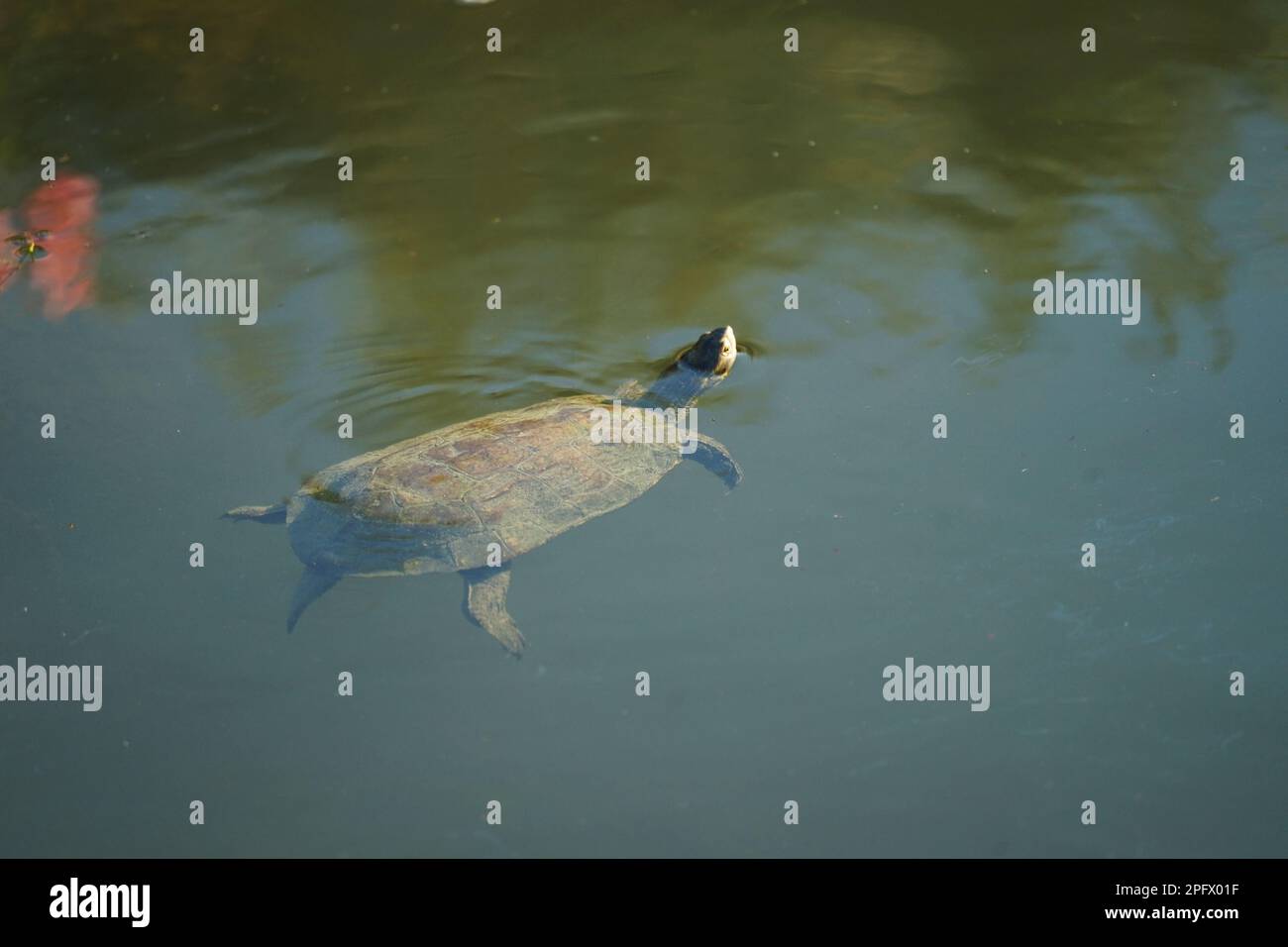swimming turtle in an river, stream with the head over the water Stock ...