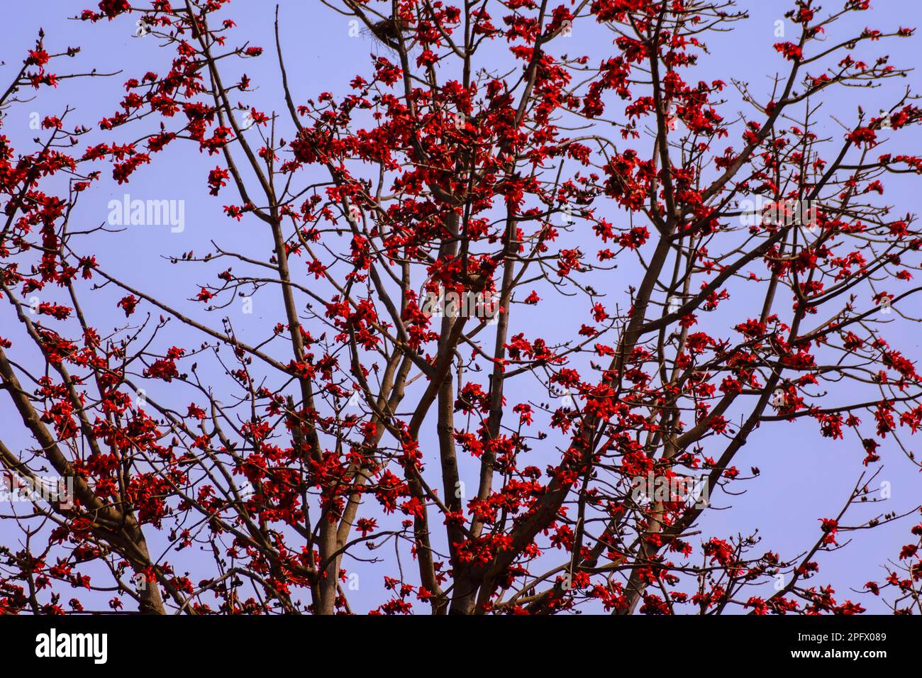Shimul flower hi-res stock photography and images - Alamy