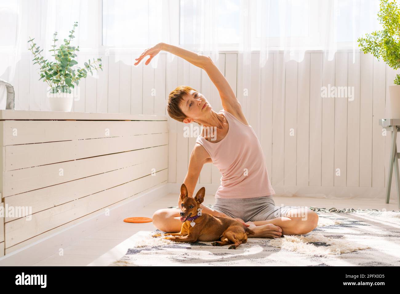 Beautiful adult woman practicing yoga pose with pygmy pinscher dog ...