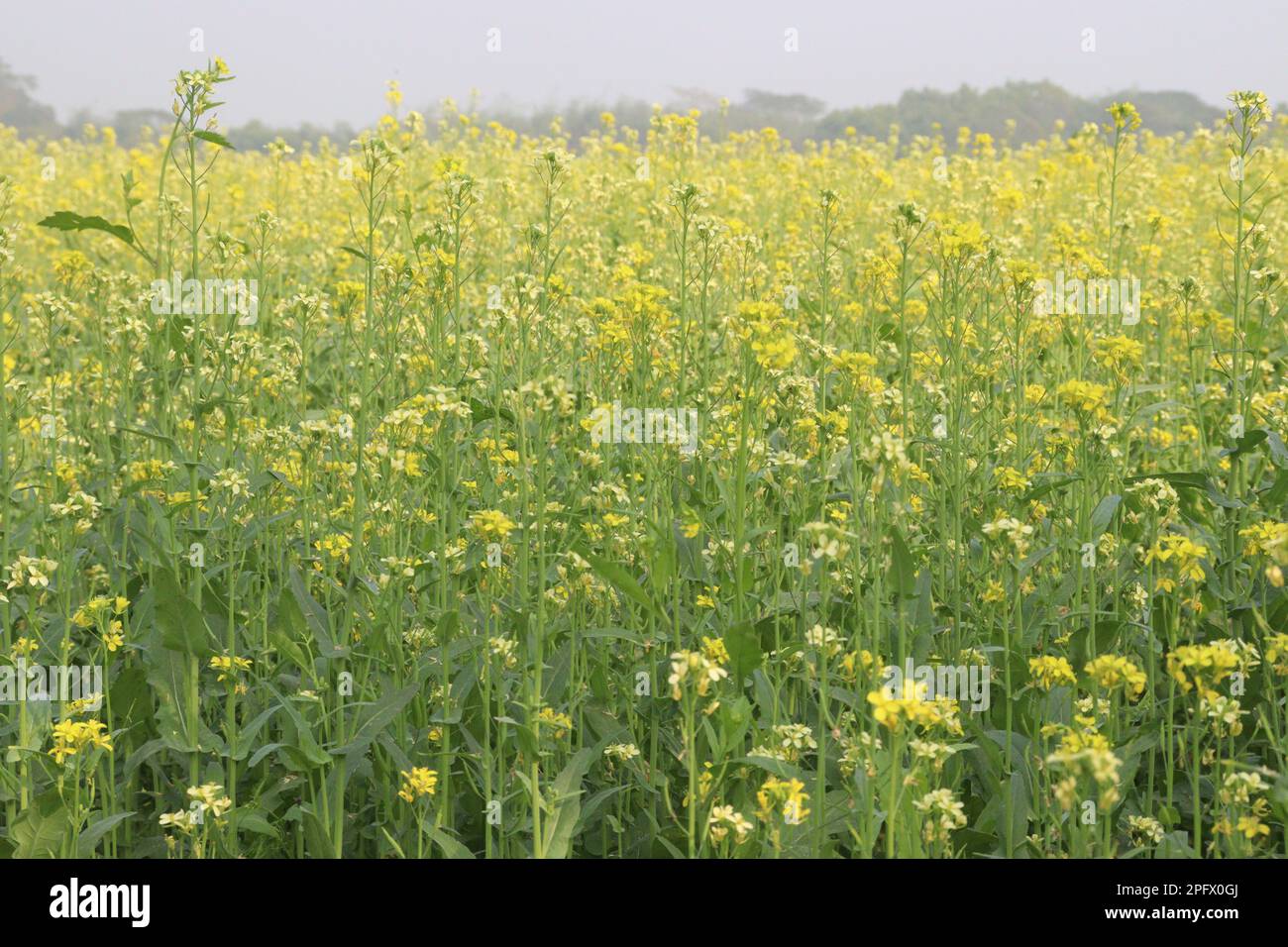 green colored mustard farm on field for harvest are cash crops and the ...