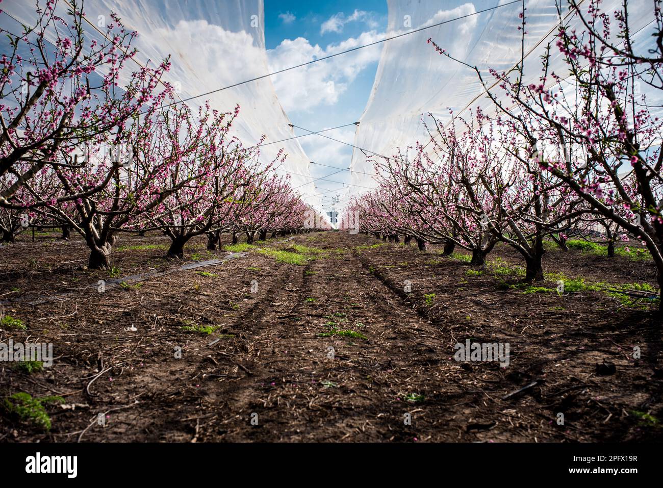 when spring come you see the beauty of life Stock Photo - Alamy
