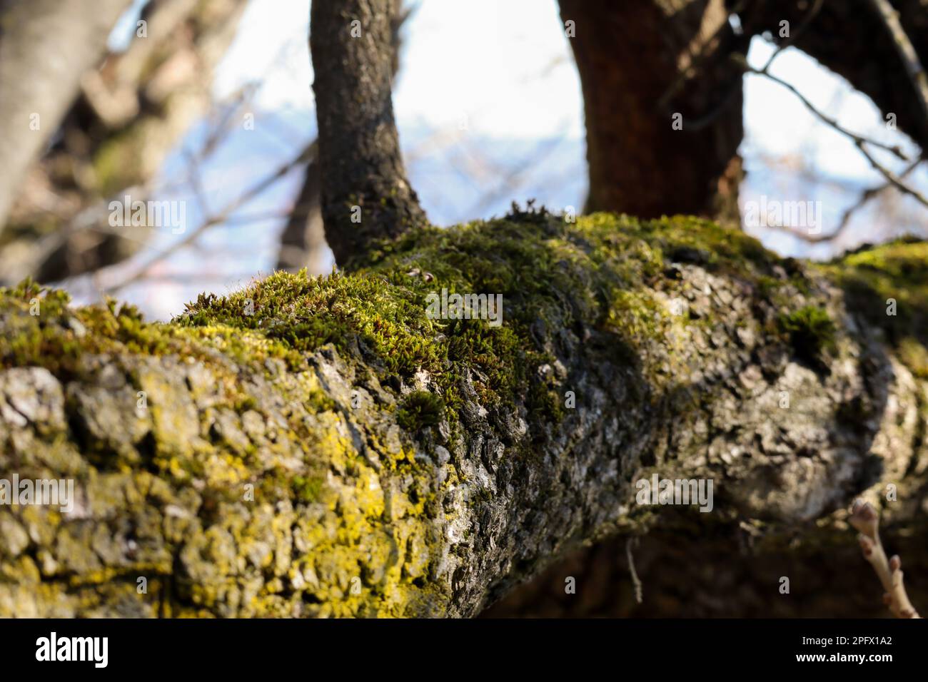 Old tree trunk covered in moss Stock Photo - Alamy