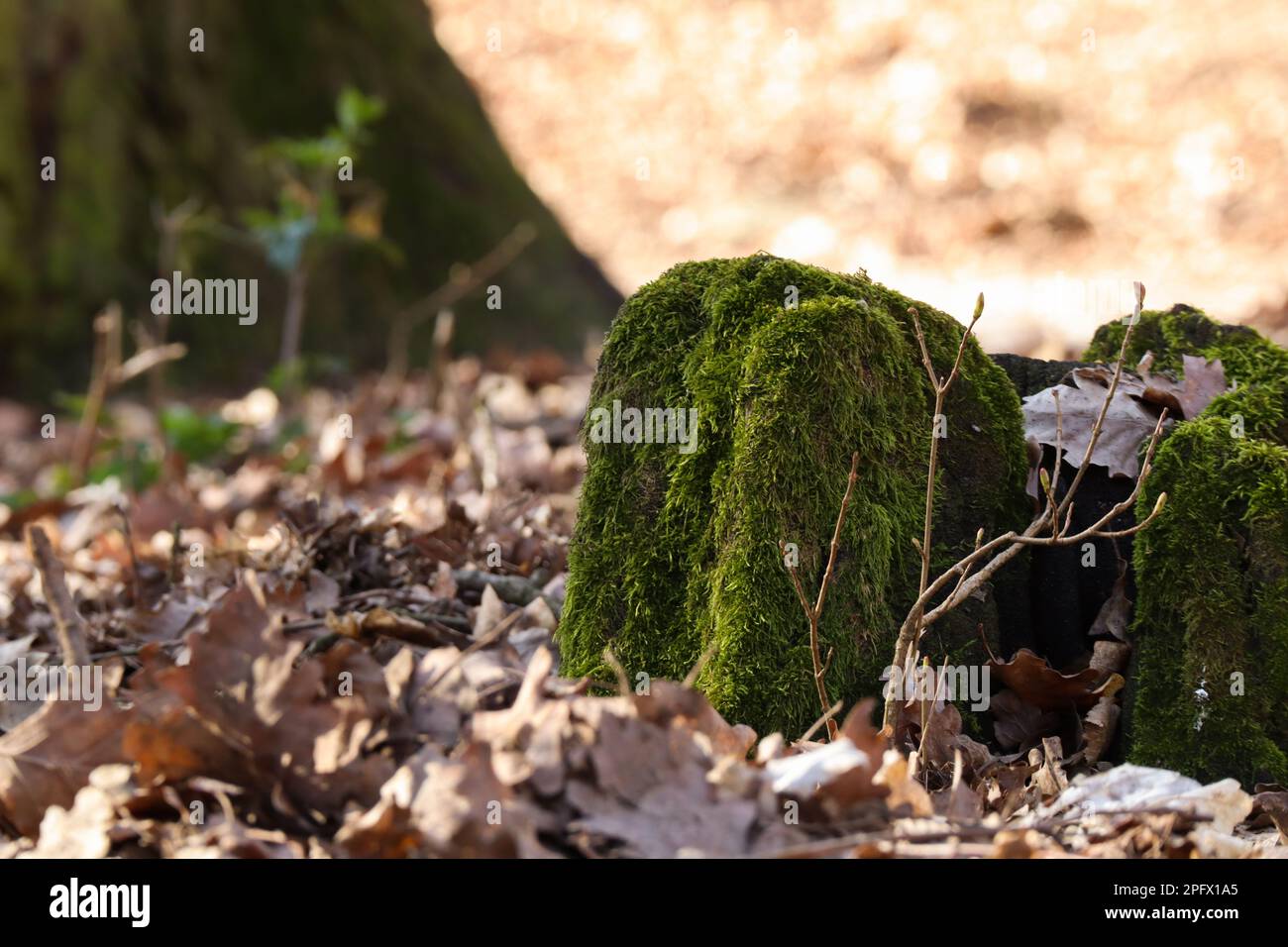 Tree stump covered by moss hi-res stock photography and images - Alamy