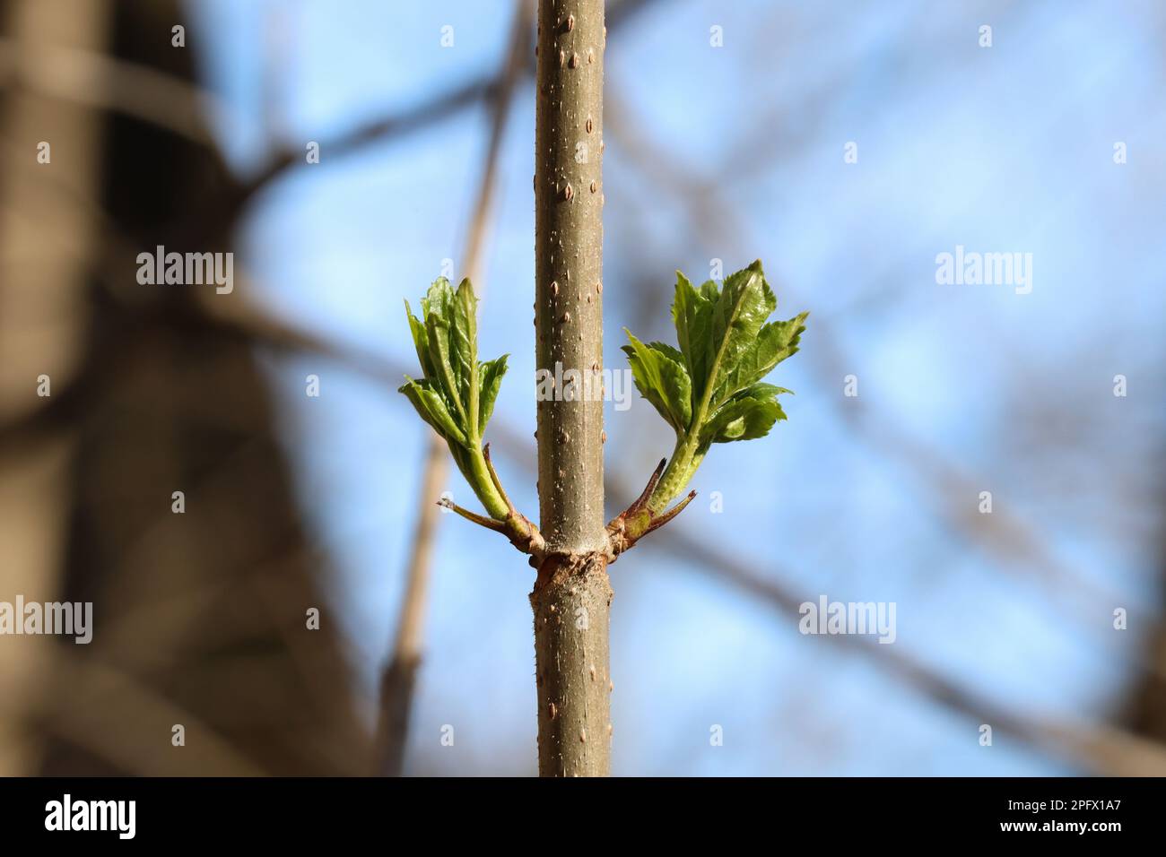 Early spring leaves Stock Photo - Alamy